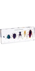 Amazon.com: Insect Specimen Set, Bugs Collection Scientific Education ...
