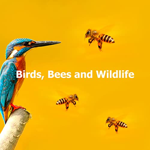Amazon MusicでBirds & Bees etc.のBirds, Bees and Wildlifeを再生する