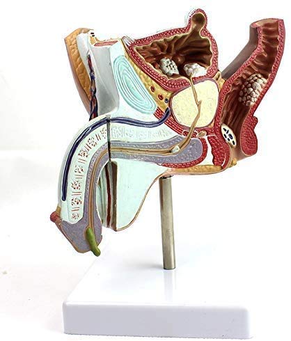 Male Model Basin Replica Of The Anatomy Of The Human | Desertcart Japan