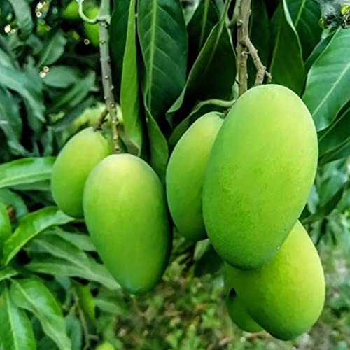 Plant Nursery Online Mango Langara, Langada Grafted (Pack of 2) - Live ...