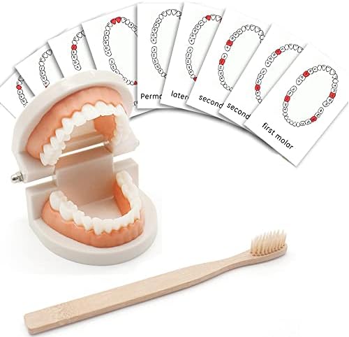 Amazon.com: DANNI Gudong Montessori Kids Practical Life Simulated Tooth ...
