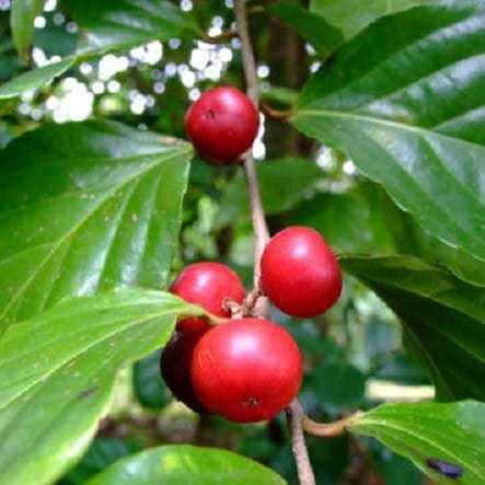 LushGreen Gardens Fruit Tree Live Plant - Flacourtia jangomas Loobi ...