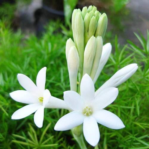 Vatikalive Rajnigandha, Tuberose- Plant with Pot : Amazon.in: Garden ...