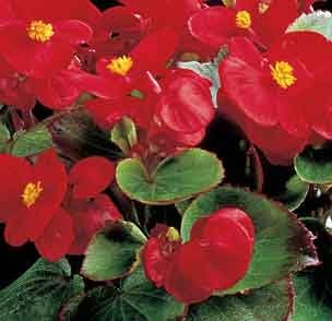 Amazon.com : Begonia Ambassador Scarlet 2,000 Seeds : Patio, Lawn & Garden