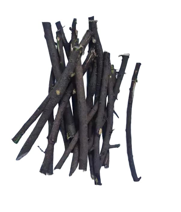 Buy ANVIT STORE Babool Datun Toothbrush Ayurvedic Natural Organic Tree ...