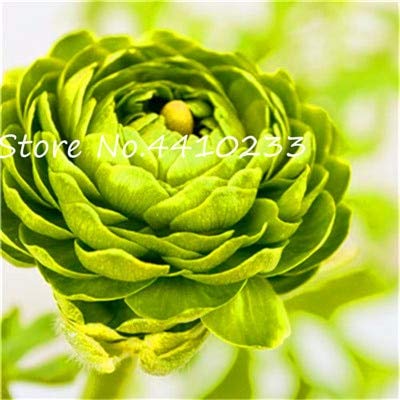 80 Pcsmulti-Color Ranunculus Flower Seeds decorative Home Diy Persian ...