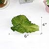 Amazon.com: Nice purchase 6pcs Simulation Green Lettuce Leaves PVC ...