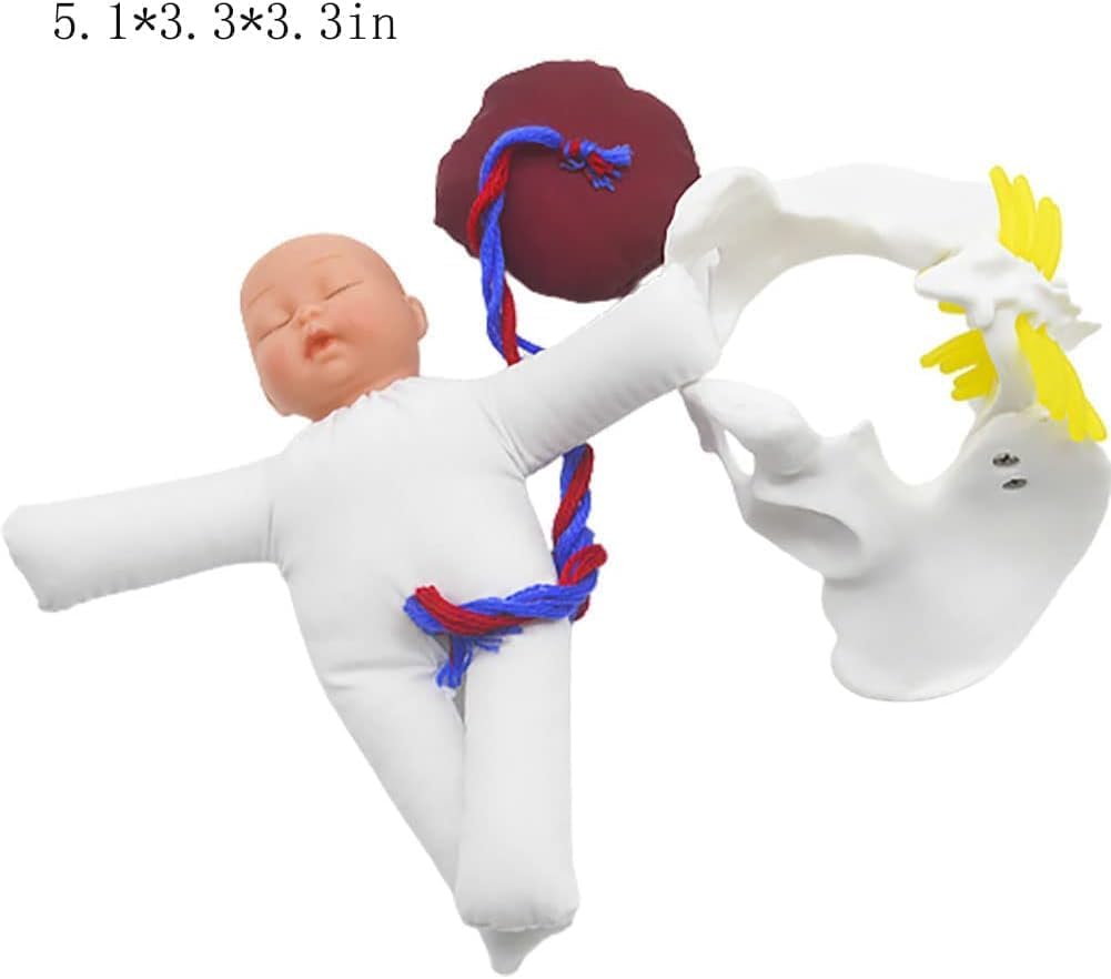 Anatomy Model,Anatomical Model Skeleton Model Female Nepal | Ubuy