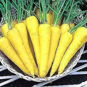 Amazon.com: Carrot Solar Yellow 1,000 Seeds : Everything Else