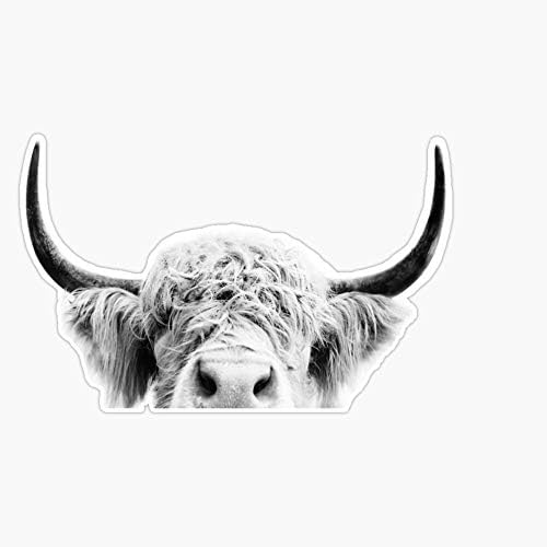 Amazon.com - Herd That Black Angus Cows Vinyl Waterproof Sticker Decal ...