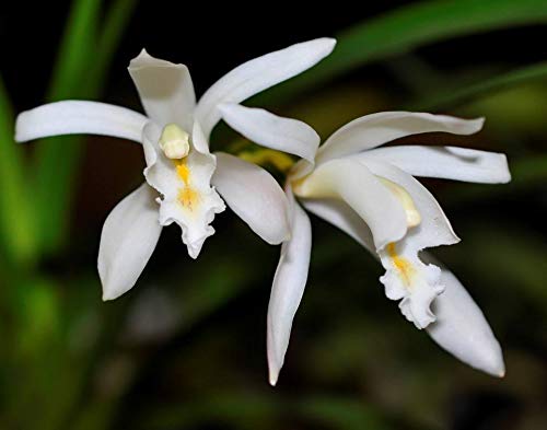 Kolkata Orchid Online Cymbidium Mastersii | LIVE PLANT WITH POT ...