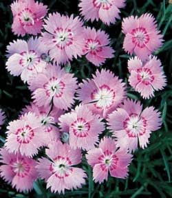 Amazon.com : Dianthus gratianopolitanus Cheddar Pink (Grand. Rose ...