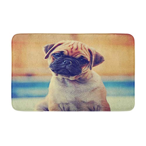 ≫ Mops Chihuahua mix: En charmig och lekfull kombination av två ...