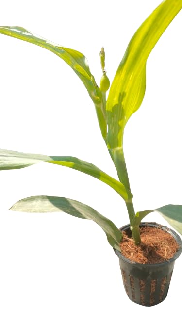 THE VILLAGER : VAYJANTI PLANT SET OF 4 PLANTS FOR YOUR HOME VASTU LORD ...
