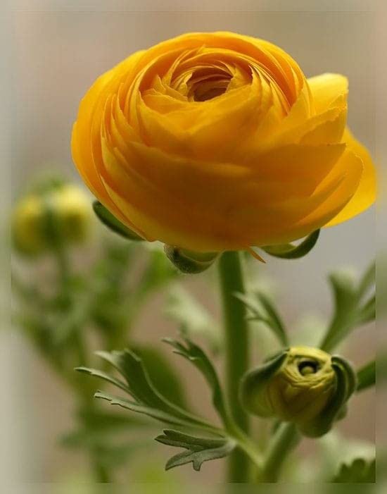 Siviga® Ranunculus flower bulbs for Your Garden | yellow shade 4 ...