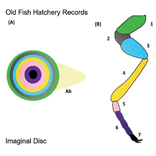 Play Imaginal Disc by Old Fish Hatchery Records on Amazon Music