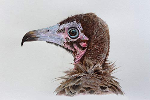 Bowe Art and Illustration : Amazon.co.uk: Everything Else