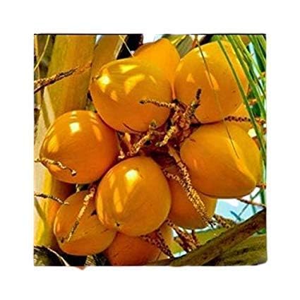 Growing Plants Live Coconut Lagoon High Yield Hybrid Rare Coconut Live ...