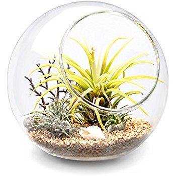 Buy RISING STAR;JARS AND BEYOND T25 Glass Sideways Decorative Jar ...
