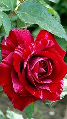 Royal Paradise Garden"Scarlet Red" Rose Flower Plant Home Garden Plant ...