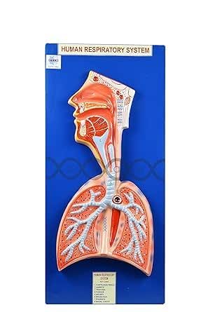 KSI LAB Human Respiratory System Anatomical Model : Amazon.in ...