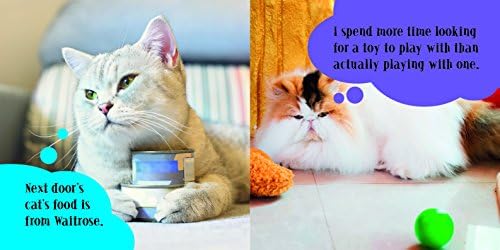 First World Problems Cat Meme