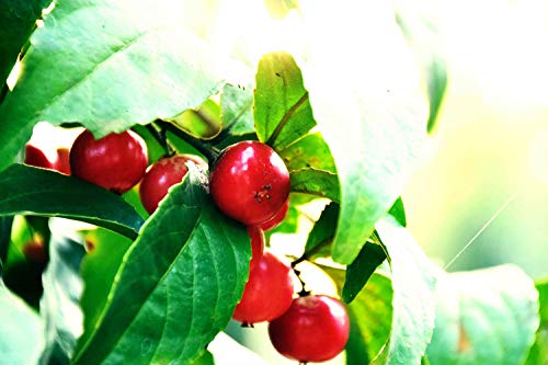 ARLO Dwarf Rare Hybrid Fruit Live Plant - High Yield " Loobi ...