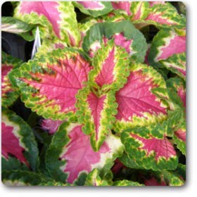 Buy Coleus Wizard Rose Plant Online at Low Prices in India - Amazon.in