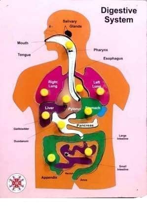 The Mohit Shop Digestive System of Human Anatomy Wooden Tray with Knobs ...