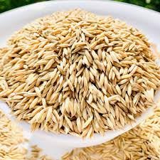 ZM Paddy Seeds - Vadlu - For Pooja - 1Kg : Amazon.in: Health & Personal ...