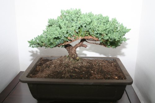Amazon.com : LOU'S BONSAI NURSERY LARGE JUNIPER TRADITIONAL BONSAI TREE ...