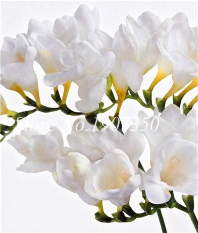 Seeds Flowers 45 Pcs Seeds Sia Seeds Branch For Home Party Wedding ...