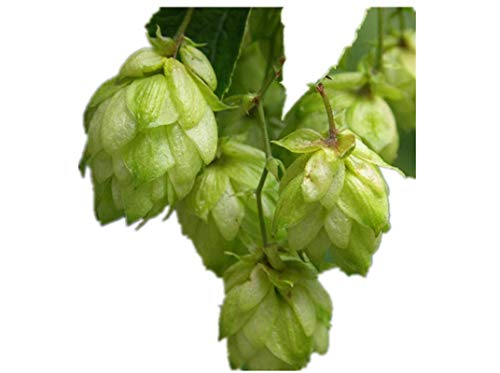Seeds & Bulbs Egrow 20Pcs Hops Seeds Humulus Lupulus Brewing Beer Plant ...