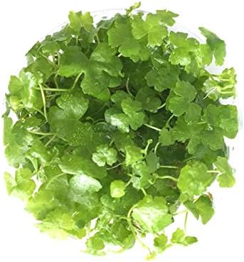 Hydrocotyle tripartita (sp. Japan) - 1 Bunch - Live Aquarium Plant ...