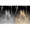 Amazon.com: Stealth Cam Connect Outdoor Cellular Camera - Dual Network ...