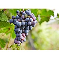 Amazon.com: California Zante Currant Raisins, 8 Ounces - Sun-Dried ...
