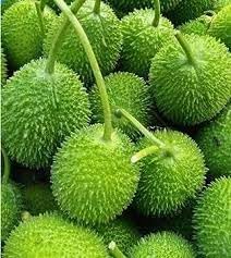 Spine gourd seeds hybrid (Pack of 20) : Amazon.in: Garden & Outdoors