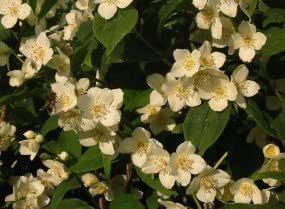 10 Seeds of Philadelphus Coronarius Mock Orange Shrub: Only Seeds ...