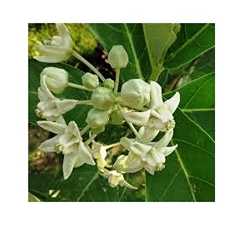 Bharat Herbs Care Plants Safed/White Aak/Madar- (1 Healthy Live Plant ...