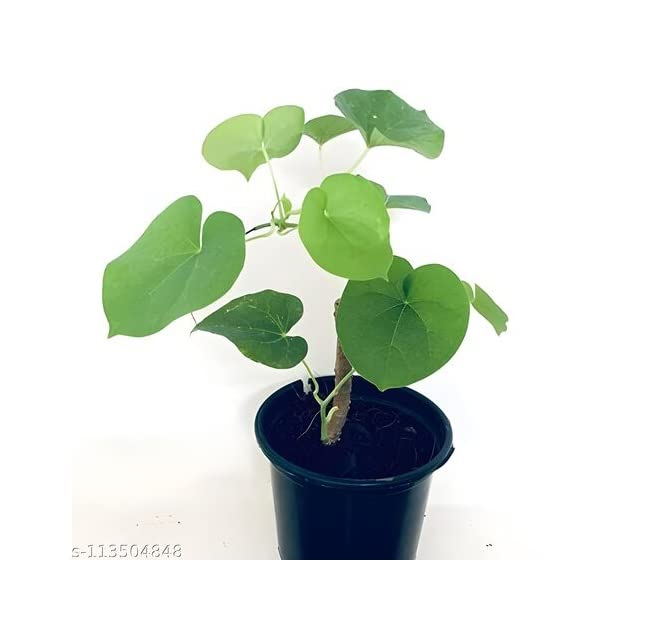 Lakshita Live Giloy Immunity Booster Plant - Tinospora Cordifolia ...