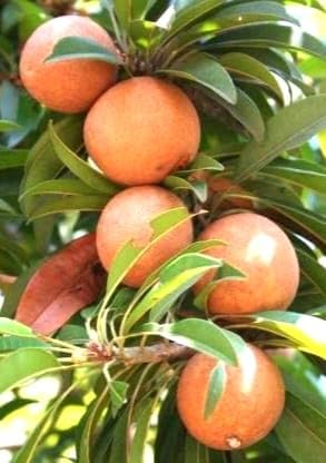 GreenWorld Special Sweet All Time Sapota Plant,Chikoo,Sobeda Grafted ...