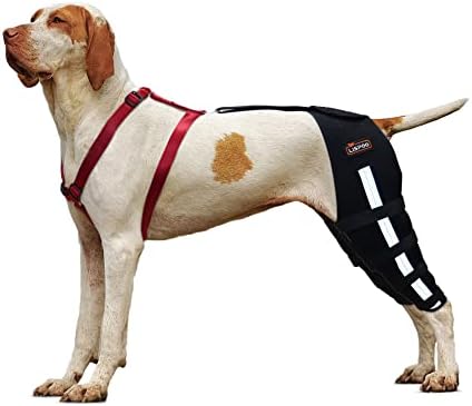 Amazon.com : LISPOO Dog Knee Brace for Dog Torn acl, Luxating Patella, Cruciate Ligament, Dog ...