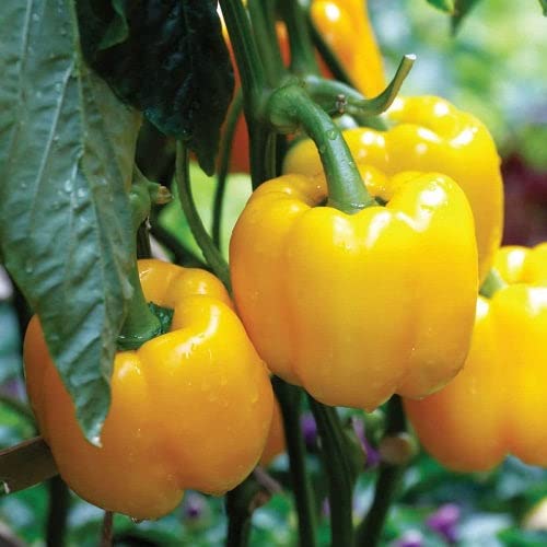 Yellow capsicum seeds hybrid all seasons (10 seeds) : Amazon.in: Garden ...