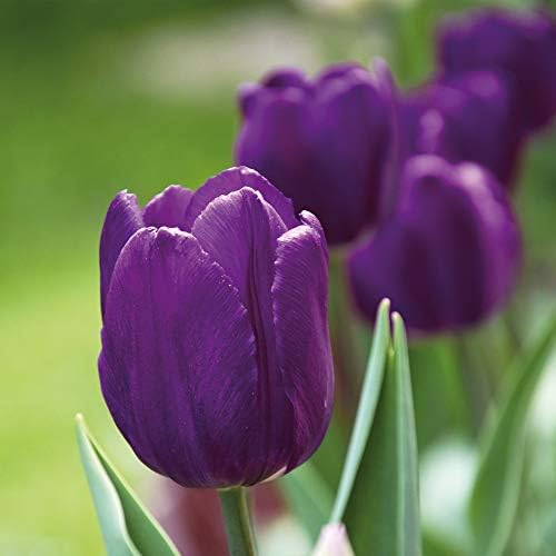 Tulip Hardy Spring Flowering Bulbs, Purple Flowers, Easy to Grow, Ideal ...