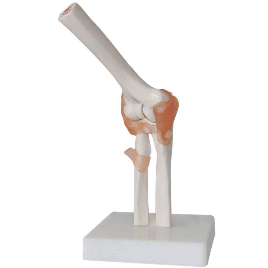 Buy Educational Model Elbow Joint Model - Medical Anatomical Elbow ...