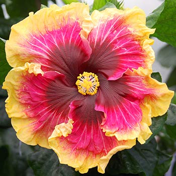 ROYAL LAND Rare Chemparathi Plant Exotic Hibiscus 'Cheery Yellow, Pink ...