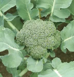 Amazon.com : Broccoli Blue Wind D2812A (Green) 25 Seeds by David's ...