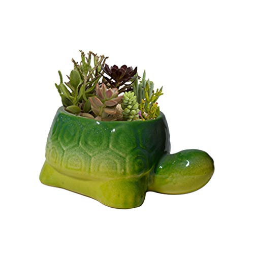 Tiny Green Corner Tortoise Shape ceramic planter for Succulents(Ceramic ...