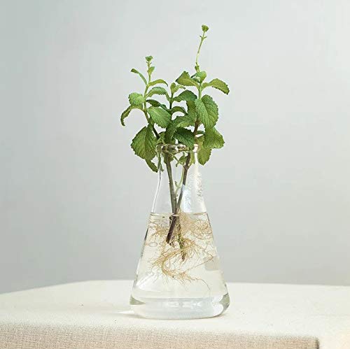 GREENIFI Small 150ml Borosilicate Glass Conical Flask for Plant ...