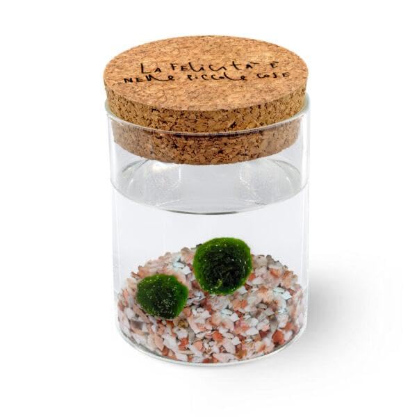 Marimo Original Sughero La Felicità – Coppia (Fondale Rosa Naturale ...